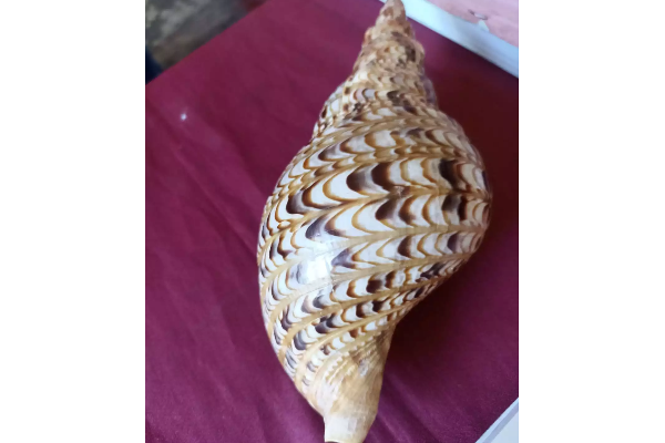 பப்புவா நியூகினியாவில் திருடிய வலம்புரியை அம்பாறையில் விற்க முயன்றவர் கைது ! - Vampan