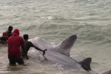 புத்தளம் நாவற்காடுக்கு வந்த பெரிய புள்ளி சுறா, போராட்டத்தின் பின் மீண்டும் அனுப்பப்பட்டார் - Vampan