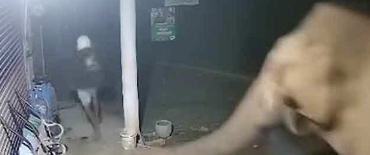 காட்டு யானையிடமிருந்து நுாலிழையில் தப்பிய இளைஞன்!! வீடியோ - Vampan